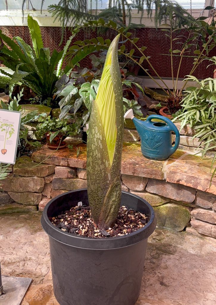 UNC Charlotte is on Bloom Watch for Titan Arum ‘Corpse Flower’ - Office ...
